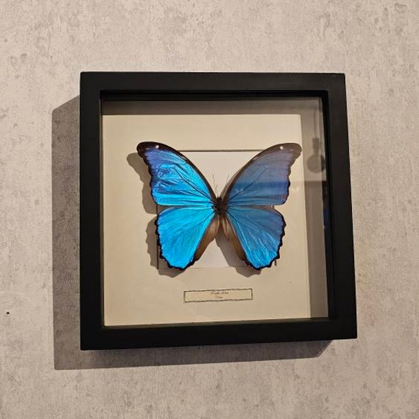 Mounted Fox (trophy) - Etsy