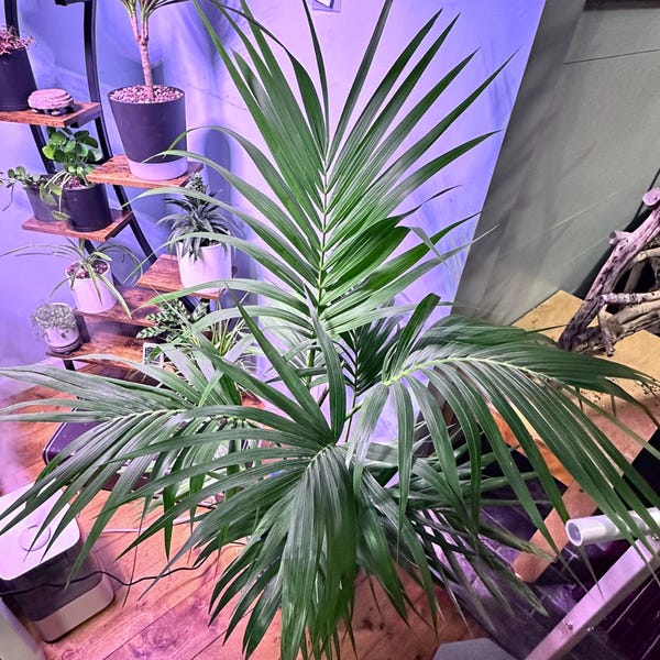 Bromeliad Aechmea Black Chantini (de Leon) - Live Plant - Etsy