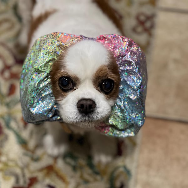 Adjustable Dog Snood: SUMMER LOBSTER Beach or Nautical Snood Protects ...