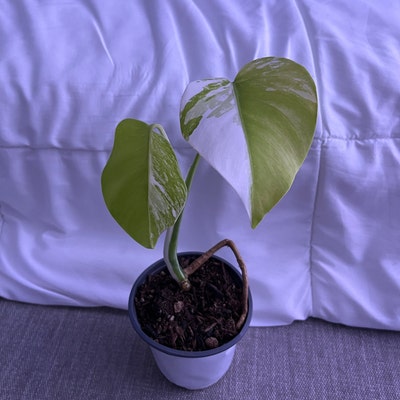 Albo Syngonium Syngonium Albo Variegated Rooted 4 - Etsy