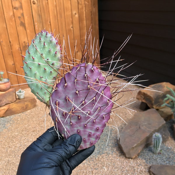 Cold Hardy Ice Plant, Yellow Flowering - Etsy