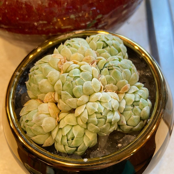 Echeveria Ball of Fat-succulent - Etsy