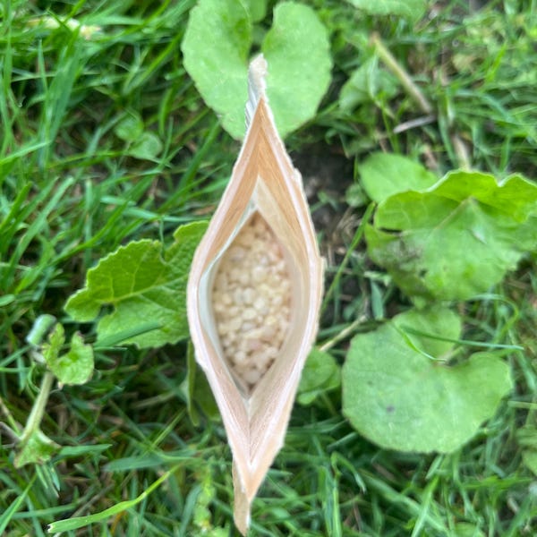 Organic WOOD BETONY | Stachys Officinalis | Wood Betony Tea | Betonica ...