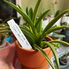 Bromeliad Vriesea Red Chestnut 6 Pot - Etsy