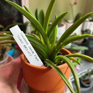 Bromeliad Vriesea Red Chestnut 6 Pot - Etsy