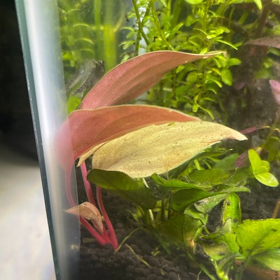 Selaginella Erythropus Sanguinea Red Ruby Club Moss Live Terrarium ...