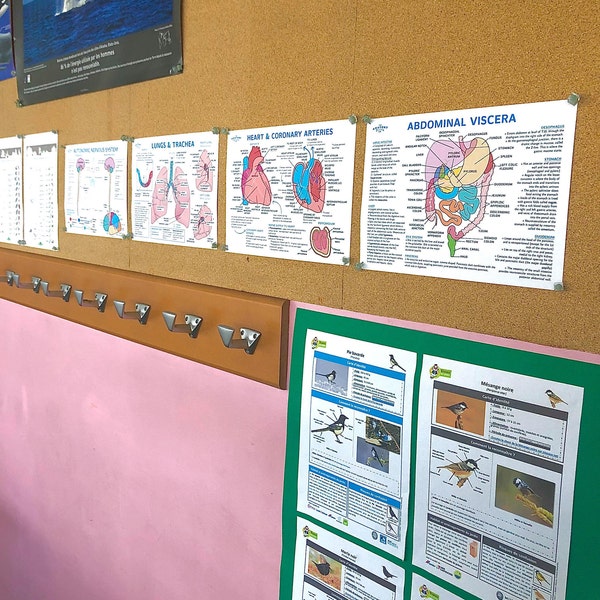 Abdominal Viscera Anatomy Printable Poster - Etsy