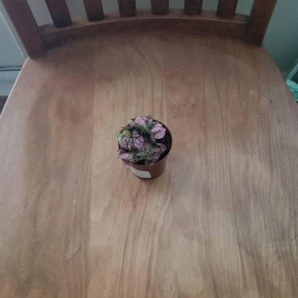 6" Hanging Glass UFO Capsule Plant Orb/terrarium - Etsy