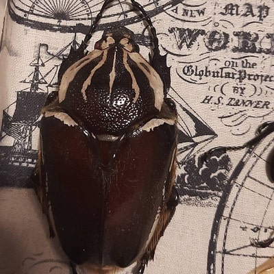 Giant Flower Beetle Goliathus Goliatus Unmonted for Artwork, Taxidermy ...
