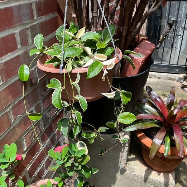 Scindapsus Pictus Platinum Java - 6" From Myplants - Etsy