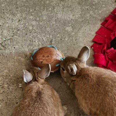 Apple Slice 3 Pack, Rabbit Treats, Toys for Bunny, Small Pet Treats ...