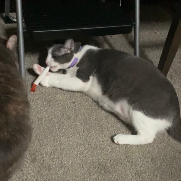 Catnip Joints/cat Toy/catnip/cat Toys/pot/marijuana/weed/toy - Etsy