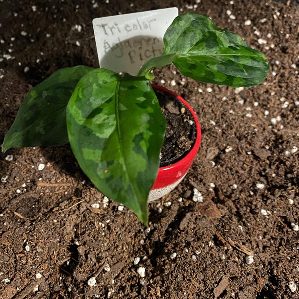 Aglaonema Pictum Tricolor Starter Plant ALL Plants Require You to Purchase ANY 2 Plants - Etsy