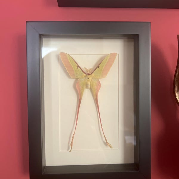 Real Framed Ghost Cicada Ayutha Spectabilis Shadow Box Frame Insect ...