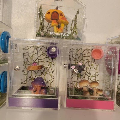 Deluxe Isopod Starter Kit Isopod Terrarium Kit for Isopods With Isopod ...