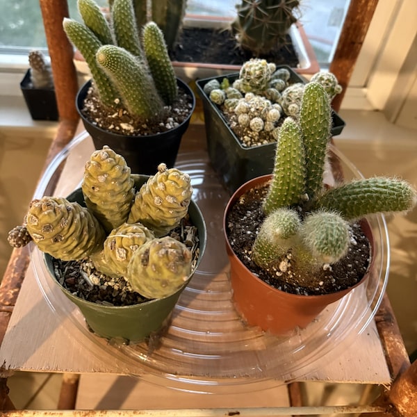 Monkey Tail Cactus 4" Inch Pot - 5x Tails - Hildewintera Colademononis ...