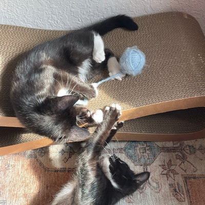 Yarn Ball Toy for Cats, Cat Yarn Toy, Mini Yarn Ball, Cat Yarn Ball ...