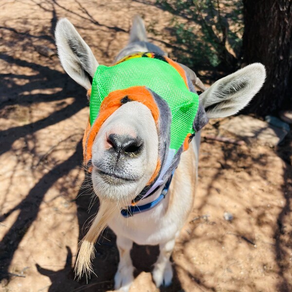 Goat/sheep Fly Masks - With & W/o Horns - Dual Adjustable - Made to ...