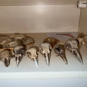 A Pair of English Wild Red Fox Bones - Etsy