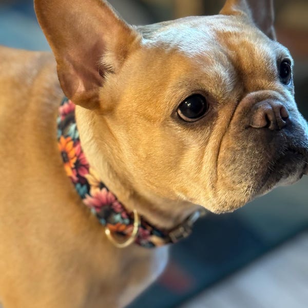 Funky Flowers Dog Collar With Name, Engraved Dog Collars, Retro Girl ...