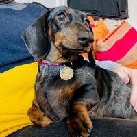 Dachshund Sausage Dog Hand Stamped Handmade Dog Tag poshtags Collar ...