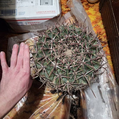 Double Fringe 15x15 Axis Print Cowhide Purse - Etsy