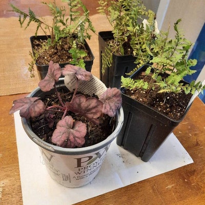 Helleborus 'true Love' lenten Rose 1 Yr Old Mature Plant in 1 Gallon ...