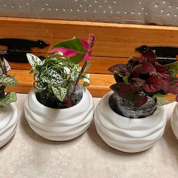 6 for 30.00 Bundle Tropical Color Mix See Description. - Etsy