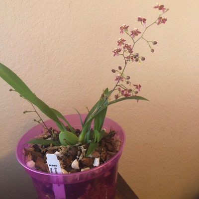 Cattleya Rlc Thongsuphan Gold X Rlc Suvarnabhumi Magic Comes in 2 Pot ...