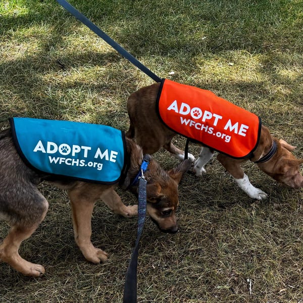 5-pack ADOPT ME Bandana Scarf for Rescue Dogs - Etsy