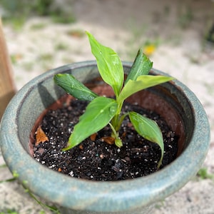 Fall Gold Raspberry 4 to 6 Inch rubus Idaeus Live - Etsy
