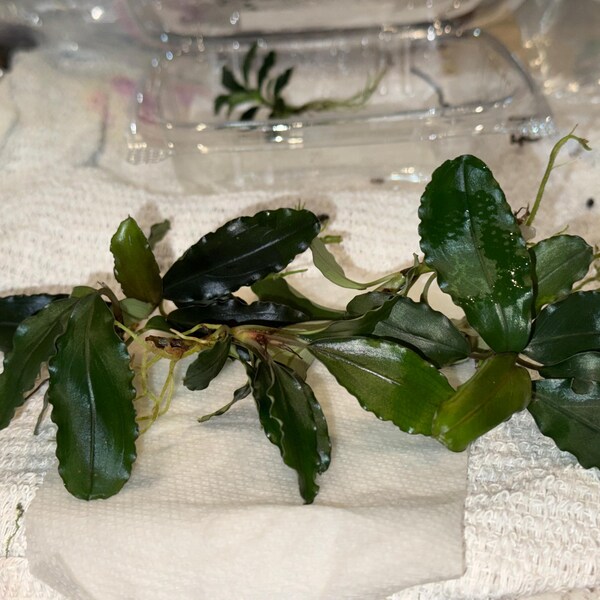 Java Fern 'petite' (microsorum Pteropus) Mat - Live Aquatic Plant for ...