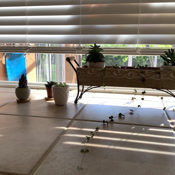 Variegated Prickly Pear Pads, Rare Plant - Etsy