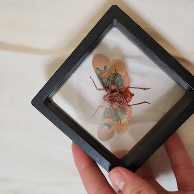 Penthicodes Farinosa Peleng, Real Lanternfly, Fulgoridae , Floating ...