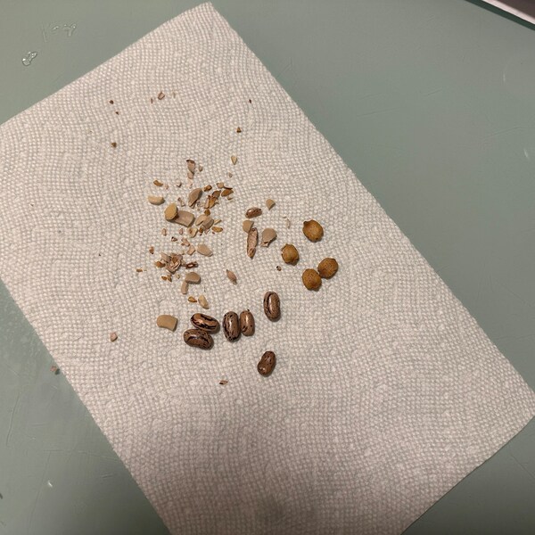 Watermelon Radish (chinese Red Meat Radish) Seeds - Etsy