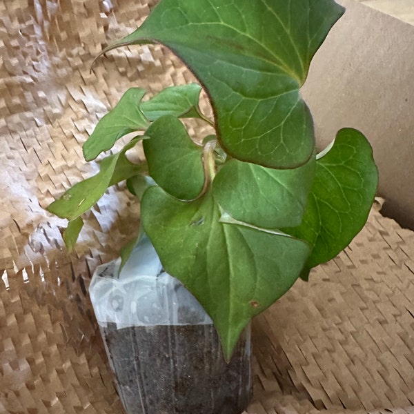 Fish Mint/houttuynia Cordata/fishwart/鱼腥草（折耳根)，live Plants, Fully ...