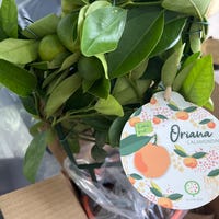 Mixed Alpine Plants Vibrant Garden Perennial Large Flowering Rockery ...