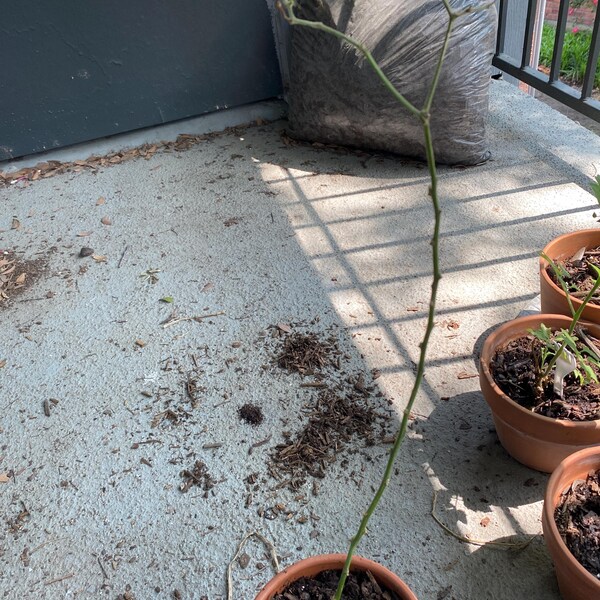 Carabao Philippine Mango Seedling Live Plant - Etsy