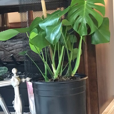 Monstera Deliciosa Tropical Split Leaf Plant 6 Inch Pot Indoor ...