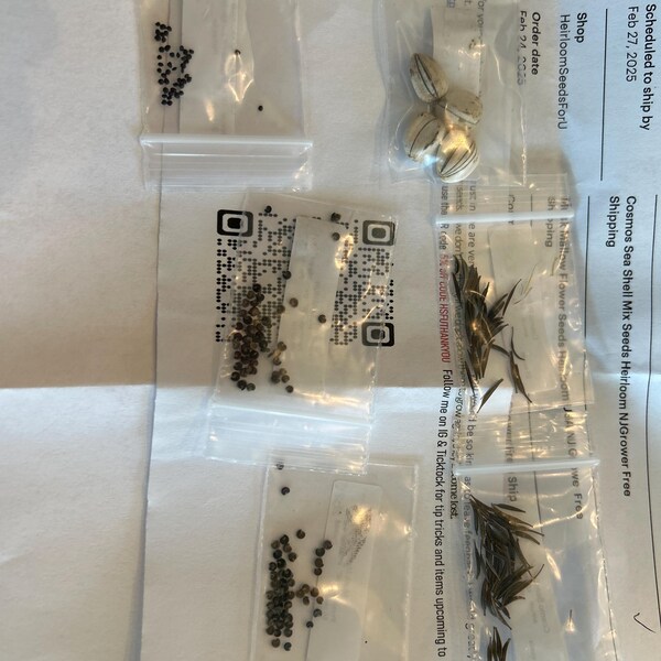 Salvia Pink Sunday Seeds USA Flower Seeds Heirloom NJ Grower See My ...