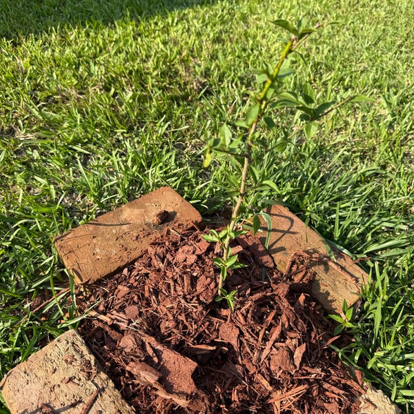 Little Leaf Linden Tree Seedling, Great Shade Tree or Herbal Tea Tree ...
