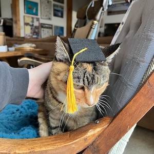 Mini-sized Graduation Cap Cat Hat for Your Cat FREE SHIPPING Add-on ...