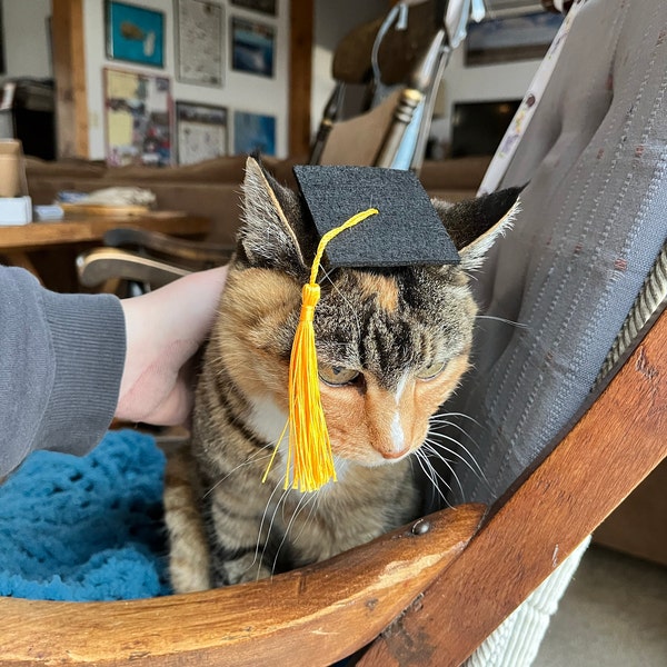Mini-sized Graduation Cap Cat Hat for Your Cat FREE SHIPPING! Add-on ...