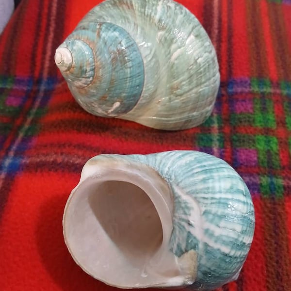 Big Size Hermit Crab Sea Shell, 1 7/8" - 2 1/4" Opening Hole.green ...