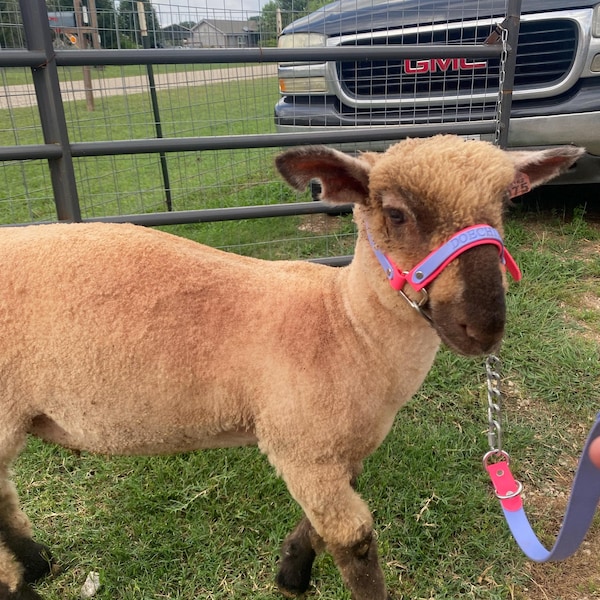 LAMB HALTER | "duo" | Stock Show | Show Lamb | - Etsy