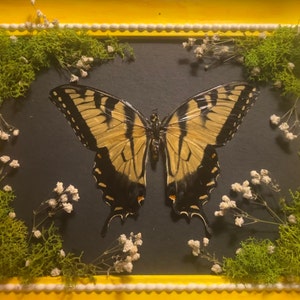 Rhetus Periander Real Blue Butterfly Christmas Ornament Gift Peru - Etsy