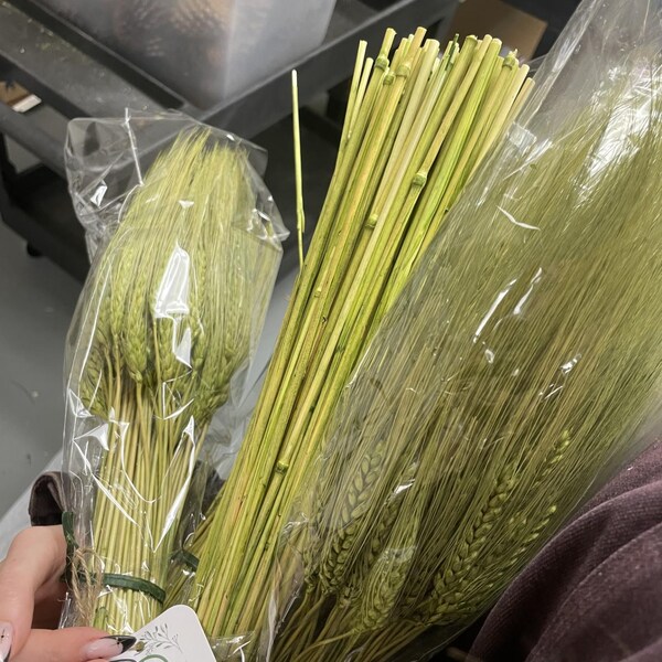 Dried Bunch of 100 Pencil Cattails, Mini Cattails, Fall Decor, Autmun ...