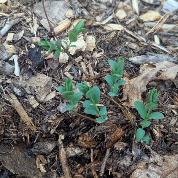 Salix Koriyanagi 'rubykins' - Korean Basket Willow - Etsy