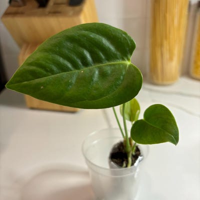 Chester Fern Starter Plant ALL STARTER PLANTS Require You to Purchase 2 ...