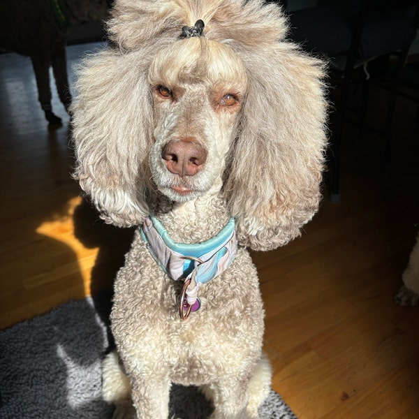 Tangle Free Collar for Poodle / Sighthound/protective Silky Dog Collar ...